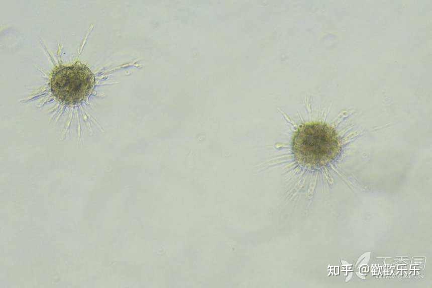 基础医学实验 细胞实验 - 知乎