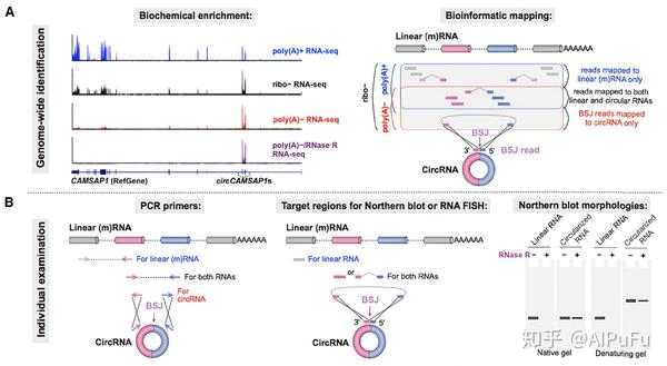 Circular RNA的产生机制、功能及RNA-seq数据鉴定方法 - 知乎