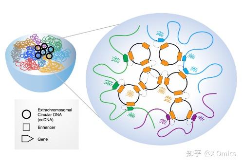 染色体外DNA（ecDNA）简介 - 知乎