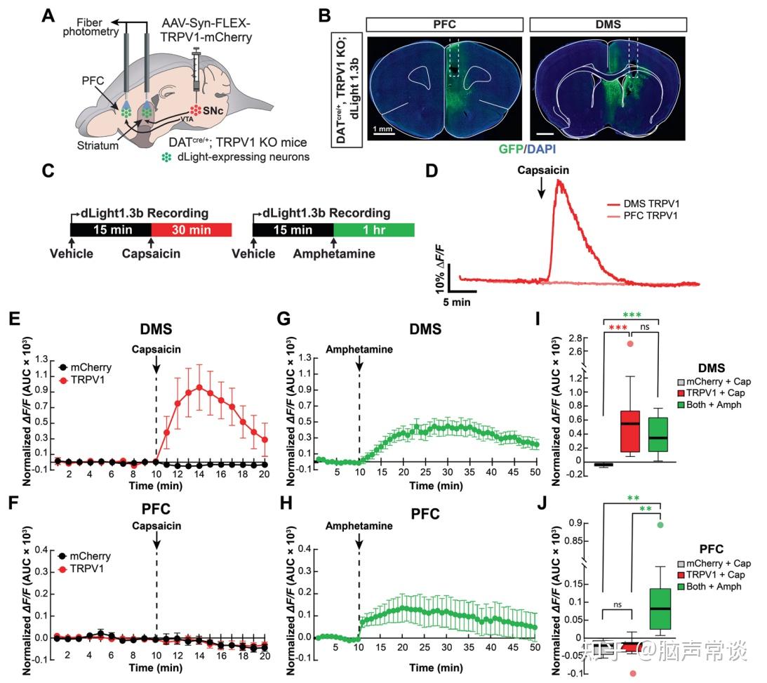 脑声常谈丨黑质纹状体多巴胺过度释放引起精神分裂症的社交和空间记忆缺陷 - 知乎
