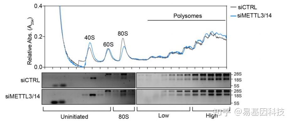 干货系列：高通量测序后的下游实验验证方法——m6A RNA甲基化篇｜易基因 - 知乎