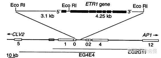 乙烯信号简史 | 乙烯信号开山之作：受体ETR1的鉴定 - 知乎