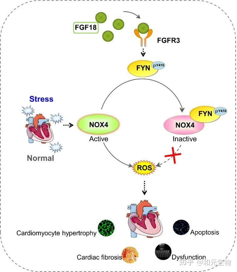 Nat Commun | 温州医科大学李校堃院士团队揭示FGF18调控病理性心肌肥大的作用机制 - 知乎