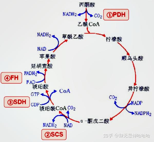 EMP/TCA/PPP途径 - 知乎