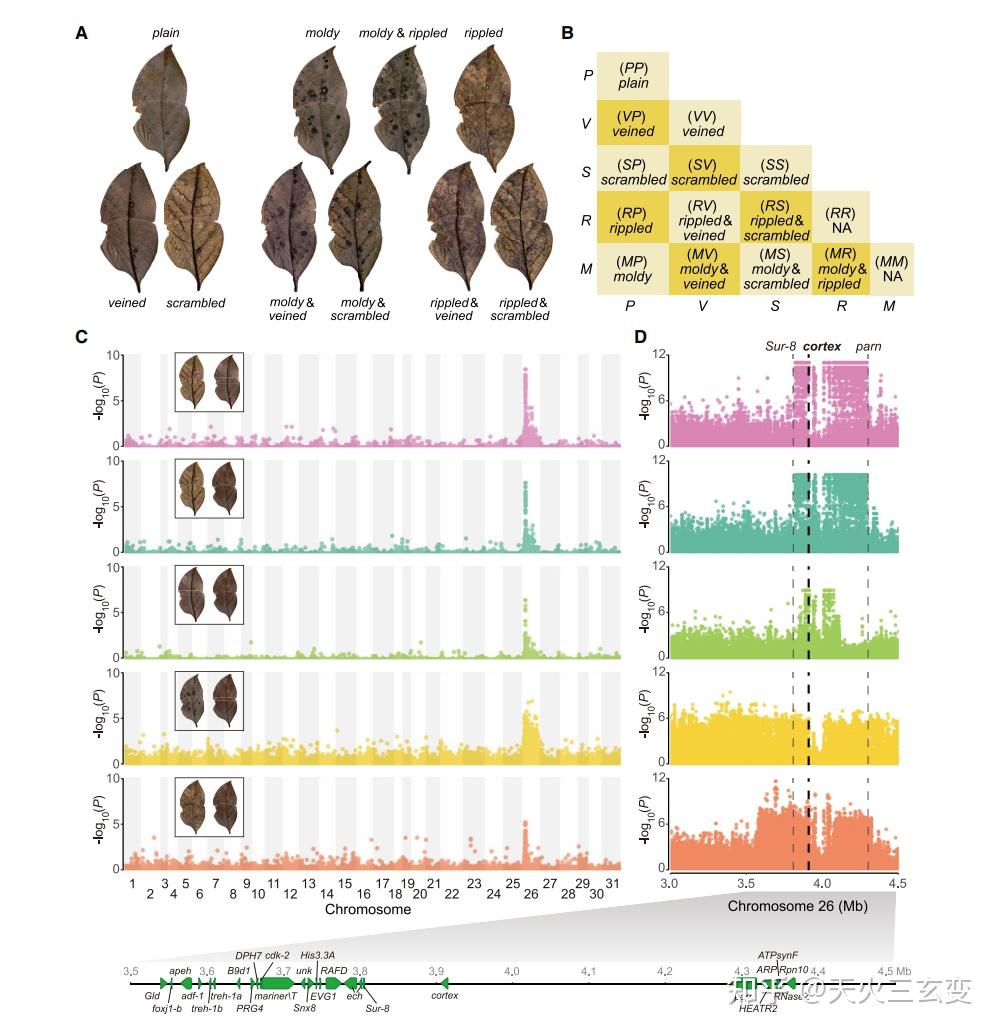 The evolution and diversification of oakleaf butterflies - 知乎