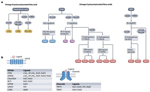 Nat Rev Neurol 综述：系统总结疼痛缓解的神经免疫机制 - 知乎