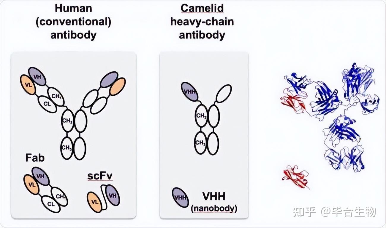 纳米抗体的优势 - 知乎