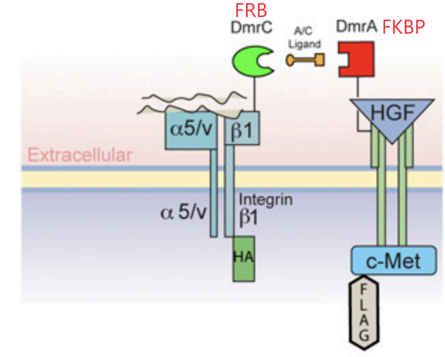 生酮抗衰专家肺癌病理出炉，雷帕霉素(5)竟是罪魁祸首？ - 知乎