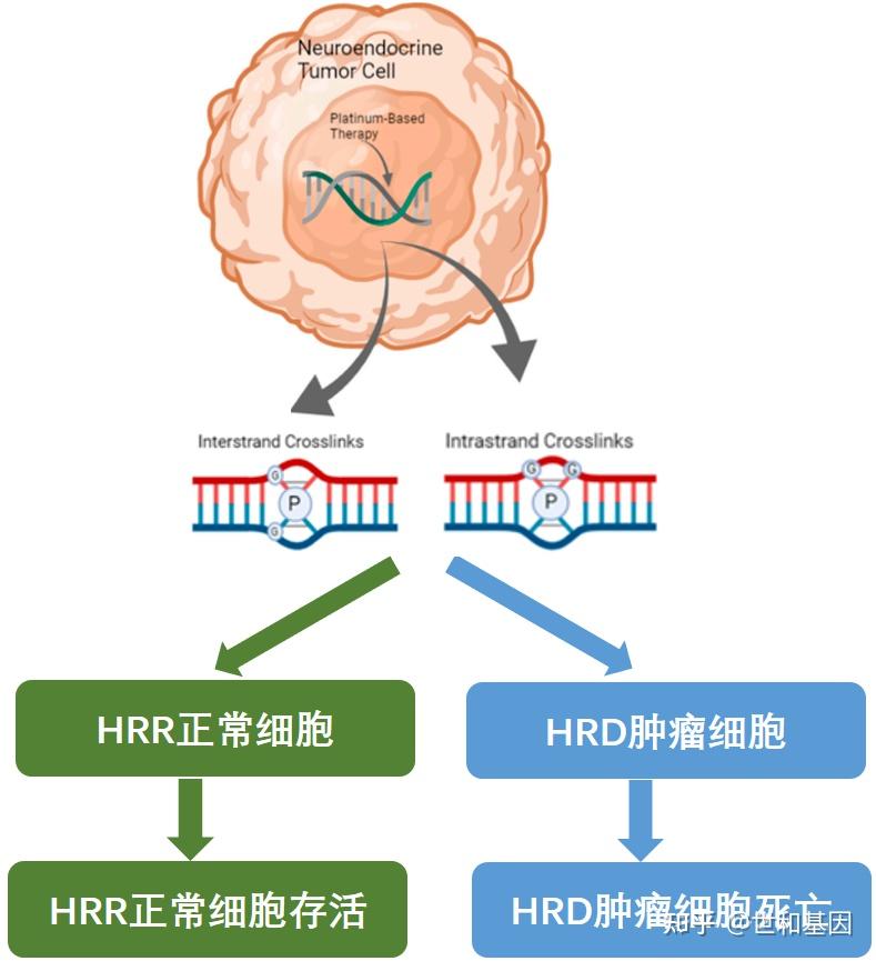 泛癌种标志物（一）：同源重组缺陷HRD - 知乎