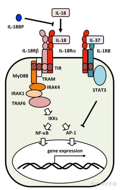 IL-18：免疫细胞因子“新贵” - 知乎