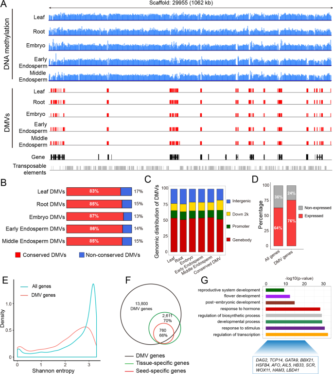 转录组测序（RNA-seq）+DNA甲基化（WGBS）+组蛋白修饰ChIP-seq揭示蓖麻DNA甲基化谷对种子特异性基因表达的表观遗传调控分子机制 | 易基因科普 - 知乎
