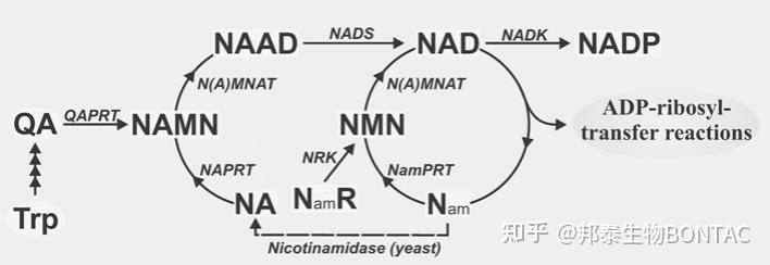 重磅报告指出：NADPH细胞的能量供应、信号传递和抗氧化战士 - 知乎