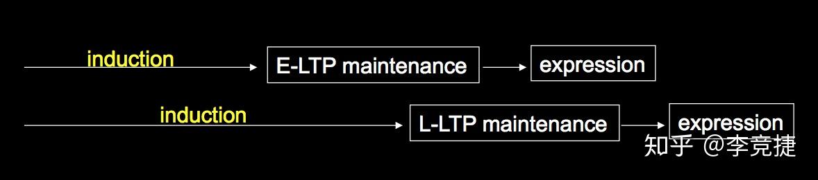 突触可塑性 Synaptic Plasticity: LTP - 知乎