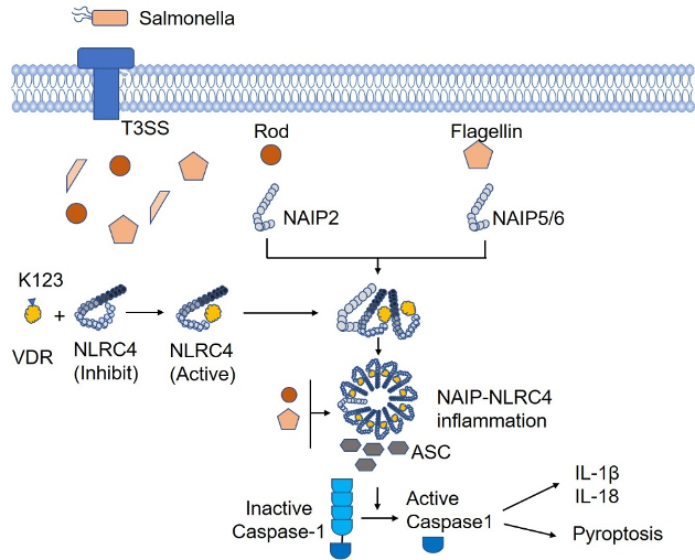 EMBO Rep︱陈允梓课题组揭示维生素D受体调控NLRC4炎症小体新机制 - 知乎