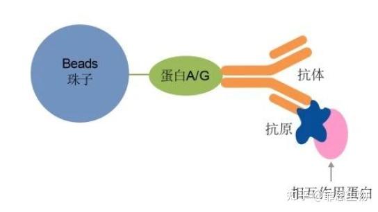 免疫沉淀（ip）实验：CoIP、RIP、CHIP的区别 - 知乎