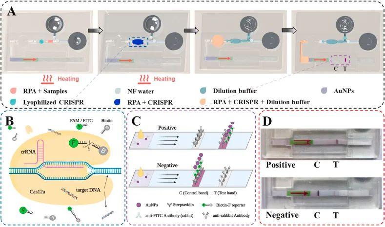 产品学习 | 一款 “微流控+CRISPR+RPA+层析试纸” 的集成系统实现无仪器核酸检测 - 知乎