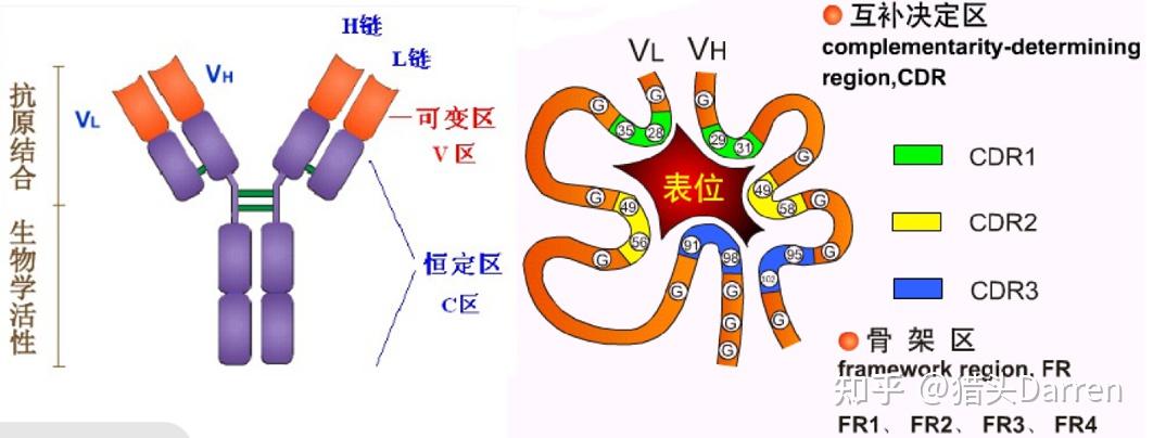 抗体基础知识学习 - 知乎