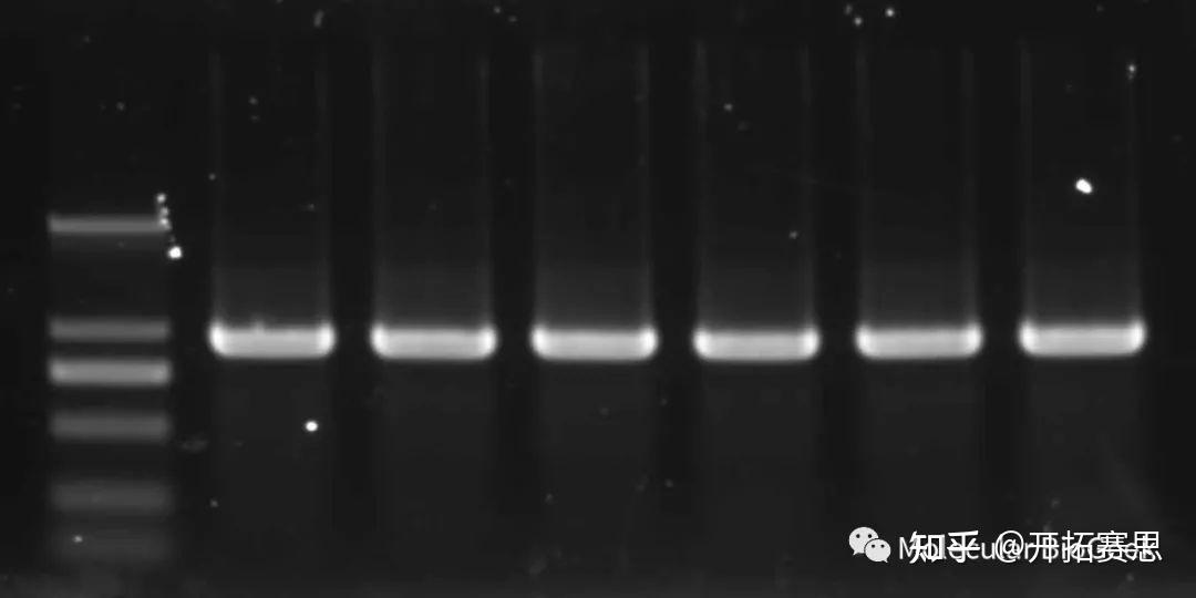 菌落PCR（Colony PCR）应用指南 - 知乎