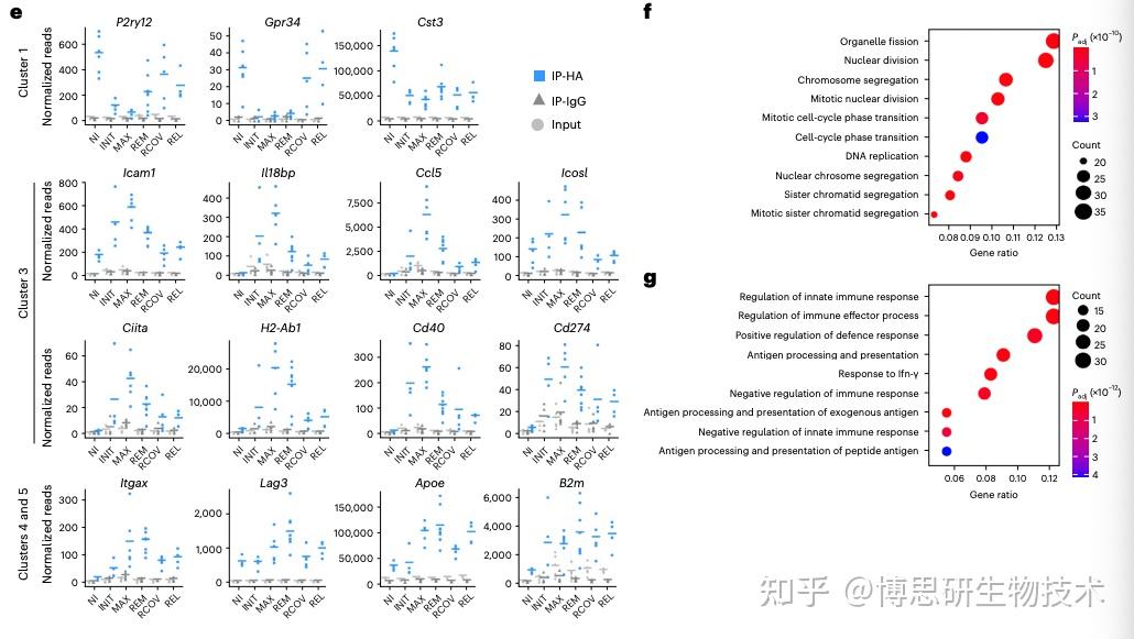 小胶质细胞通过MHCII和IFNγ信号影响Treg细胞参与EAE发生发展 - 知乎