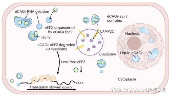Nat Chem Biol | 复旦大学发现过长CAG重复RNA相分离及相变影响细胞全局翻译 - 知乎