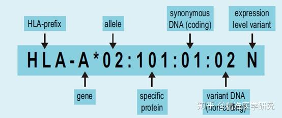 分享|HLA在肿瘤免疫治疗中的意义 - 知乎