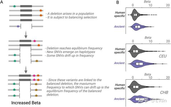 deletion在人类基因组中受到平衡选择 - 知乎