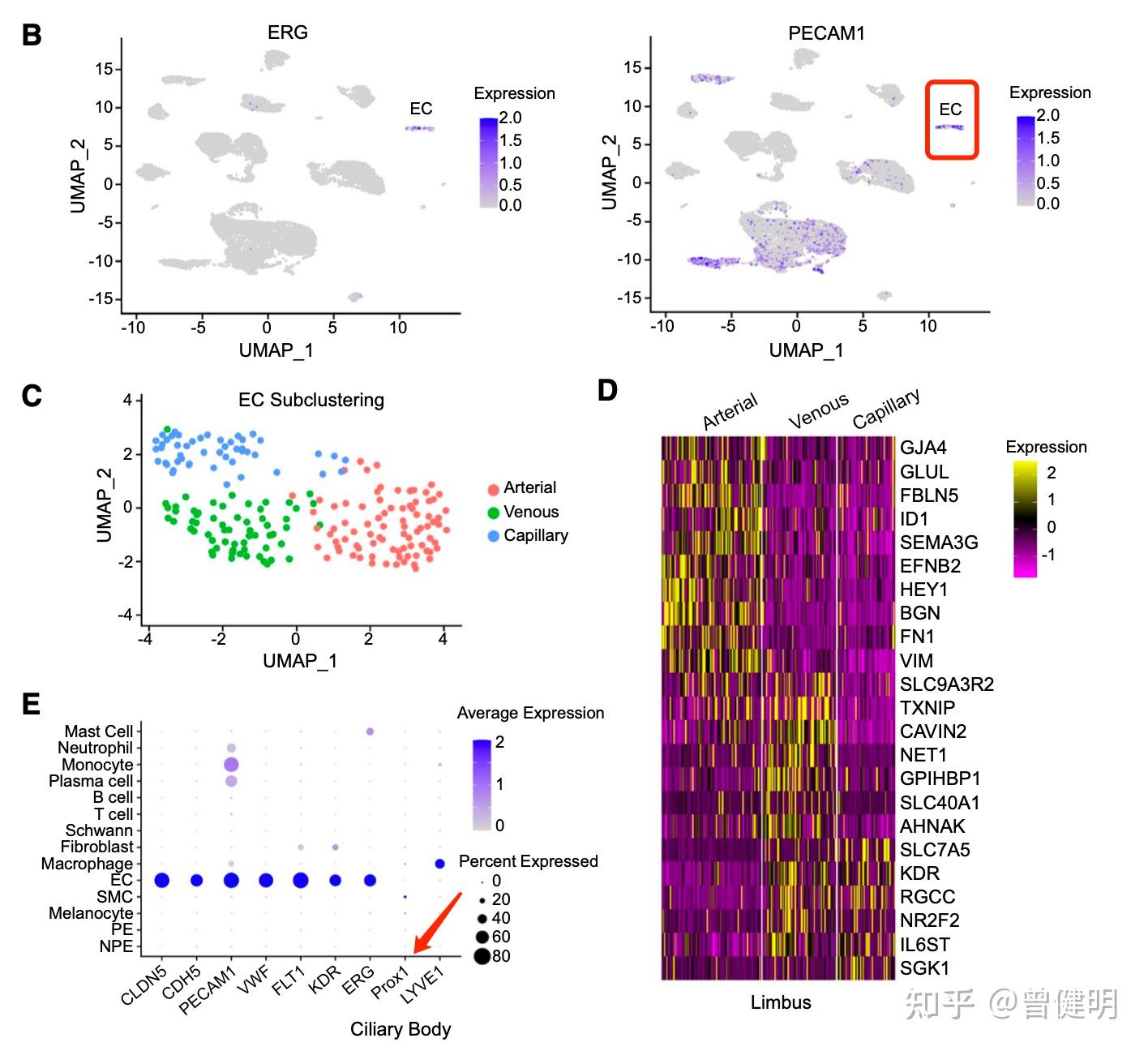 内皮细胞细分亚群 - 知乎