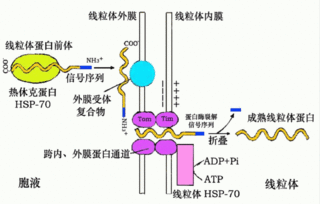 热休克蛋白（HeatProteProteins） - 知乎