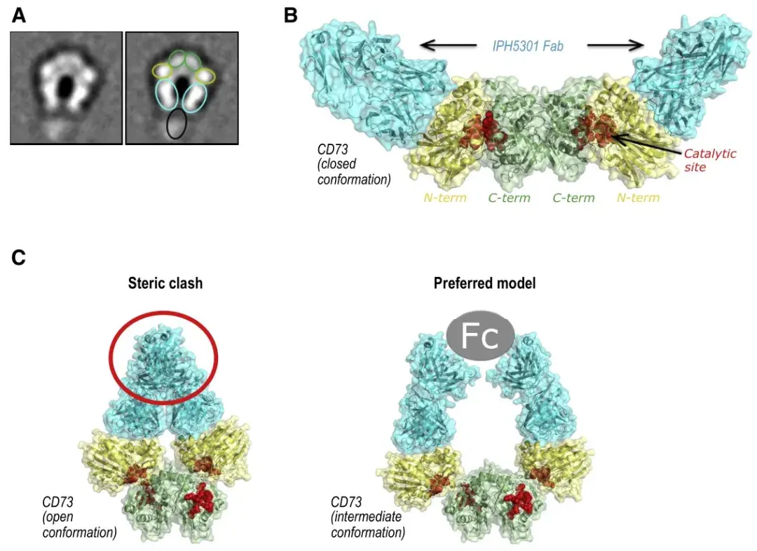 CD73抗体入选AACR“TOP12”，冷冻电镜空间表位为best in class提供实锤 - 知乎