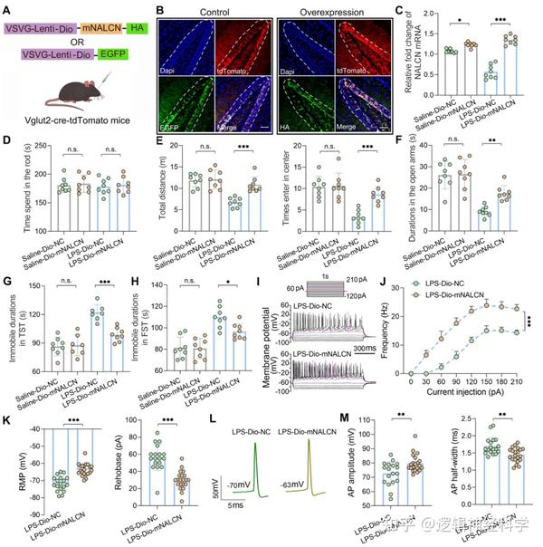 BBI︱四川大学华西医院朱涛/周诚团队揭示腹侧海马齿状回NALCN离子通道调控炎性抑郁的新机制 - 知乎