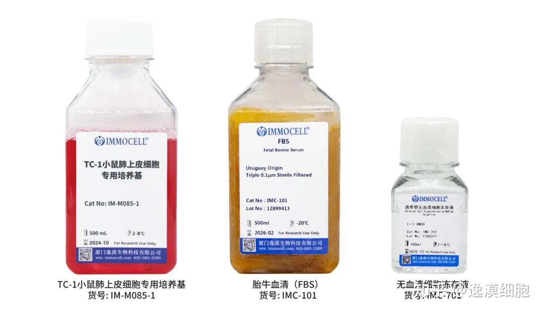 逸漠细胞巡礼丨小鼠肺上皮细胞（TC-1细胞） - 知乎