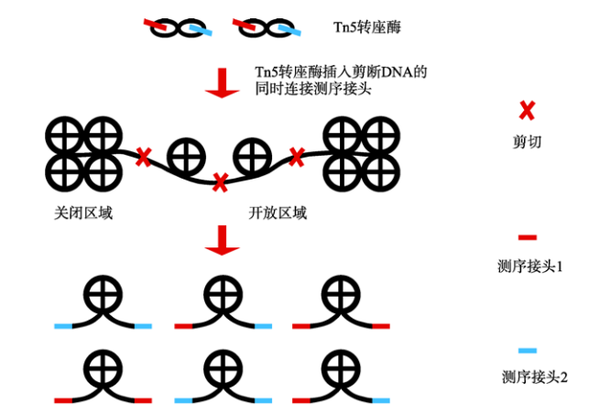 解析表观遗传学的工具——ATAC-seq（一） - 知乎
