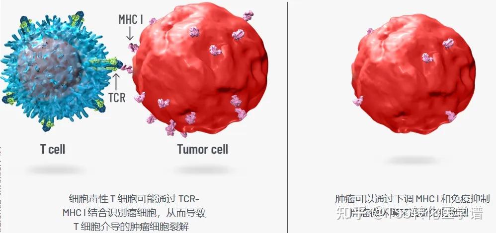 重磅！Amgen首创双抗Tarlatamab (CD3+DLL3)获批上市 - 知乎