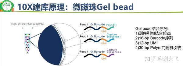 10X单细胞测序原理 - 知乎