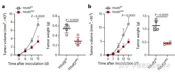 YTHDF2重编程肿瘤相关巨噬细胞而调控CD8+T细胞抗肿瘤免疫 - 知乎