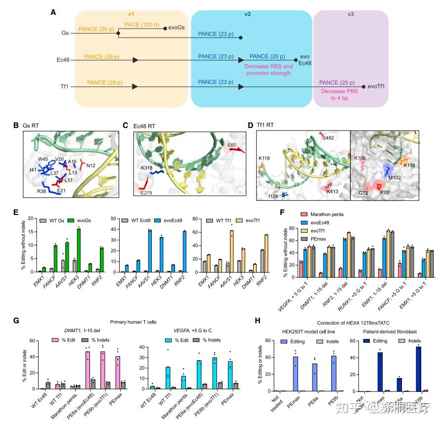 Cell | 更高效、更紧凑的先导编辑器，效率提升24倍 - 知乎
