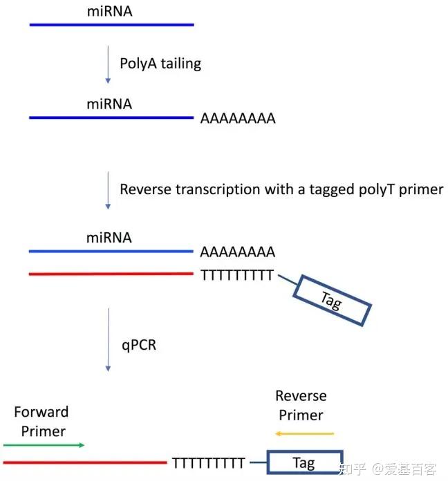干货分享 | 一文带您全方位认识MicroRNA - 知乎