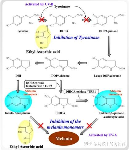 也谈谈维生素C ～～～美肤领域的那种哦 - 知乎