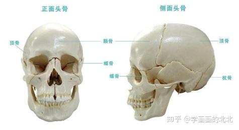 素描头像基础丨头骨与肌肉超全面解析（犯困预警） - 知乎