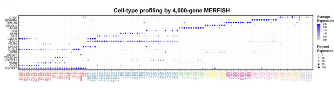 Science | MERFISH揭示人和小鼠大脑皮层细胞的保守性和差异性 - 知乎