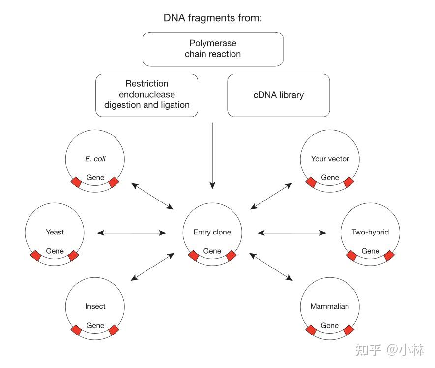 分子克隆——gateway - 知乎