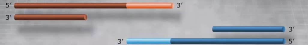 Gibson Assembly原理 - 知乎