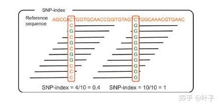 BSA分析-mutmap-学习笔记 - 知乎
