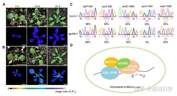 中国农科院油料作物所揭示PLS型PPR蛋白DG409影响叶绿体和线粒体发育的机制 - 知乎