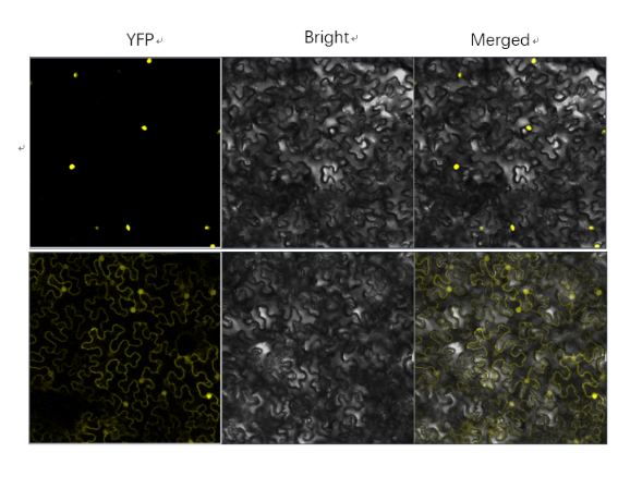 实验技能丨双分子荧光互补-BiFC技术详解 - 知乎