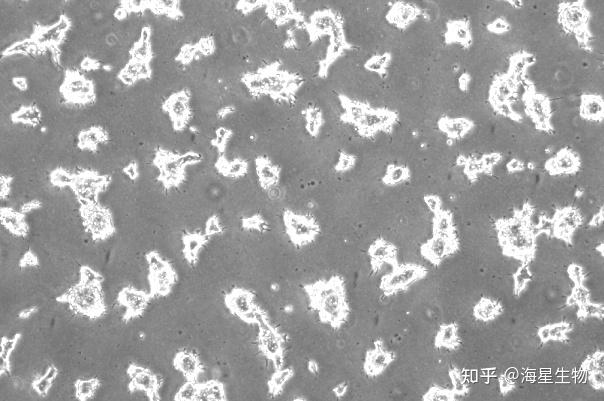 养好293T细胞的培养攻略 - 知乎