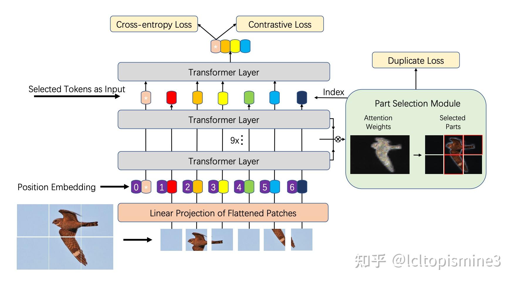 基于ViT的精细化分类算法介绍 - 知乎