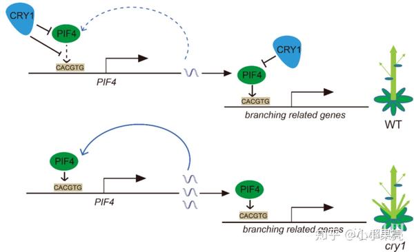 CRY1调控PIF4参与植物避荫反应的机制研究 - 知乎