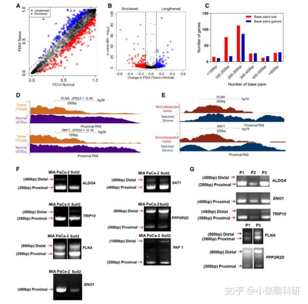 说了那么久的APA，生信发文何去何从 - 知乎
