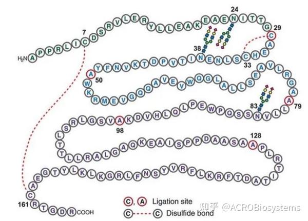 促红细胞生成素EPO检测试剂盒，加速LNPs-mRNA药物开发 - 知乎